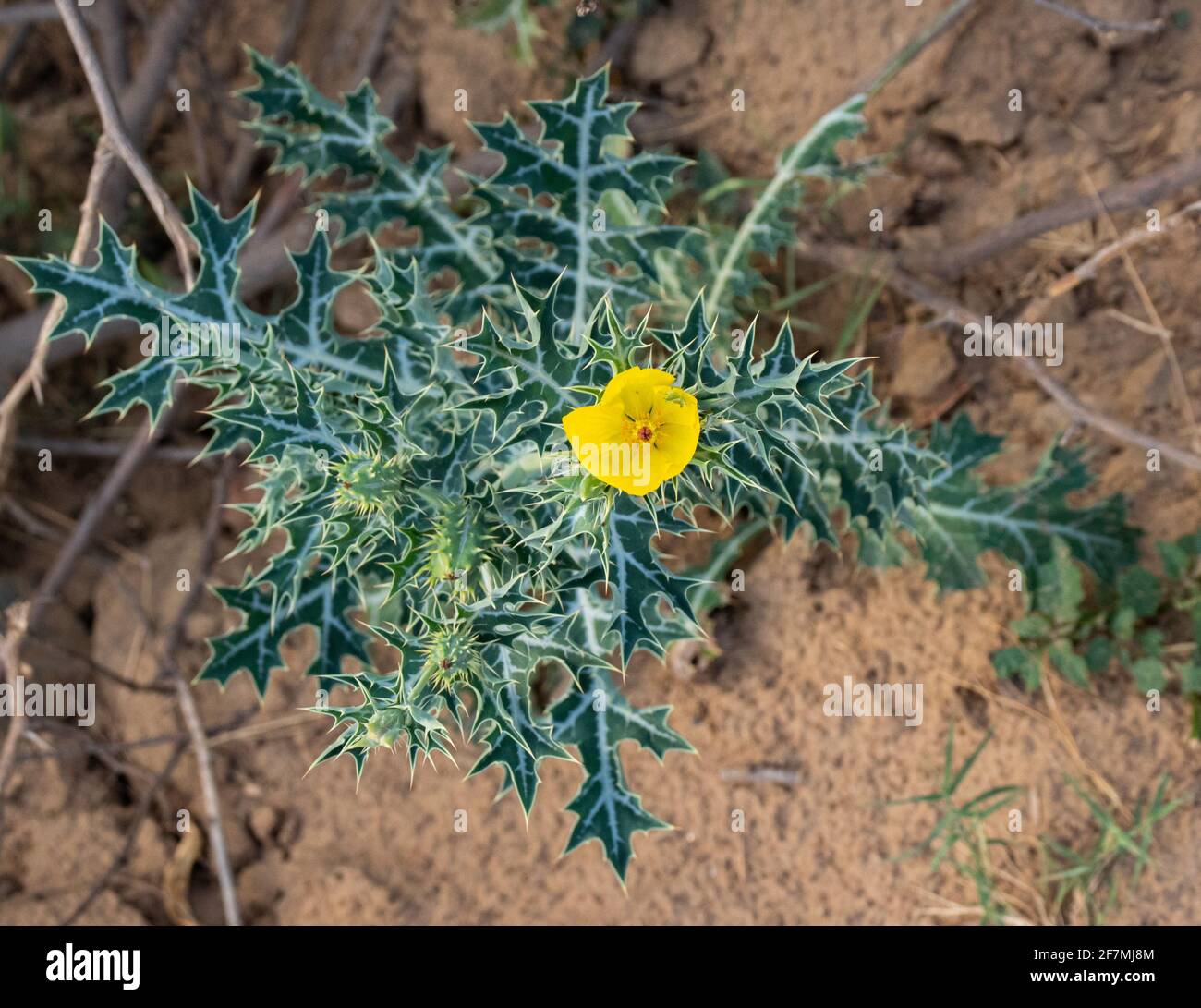 Argemone mexicana mexican prickly poppy hi-res stock photography and ...