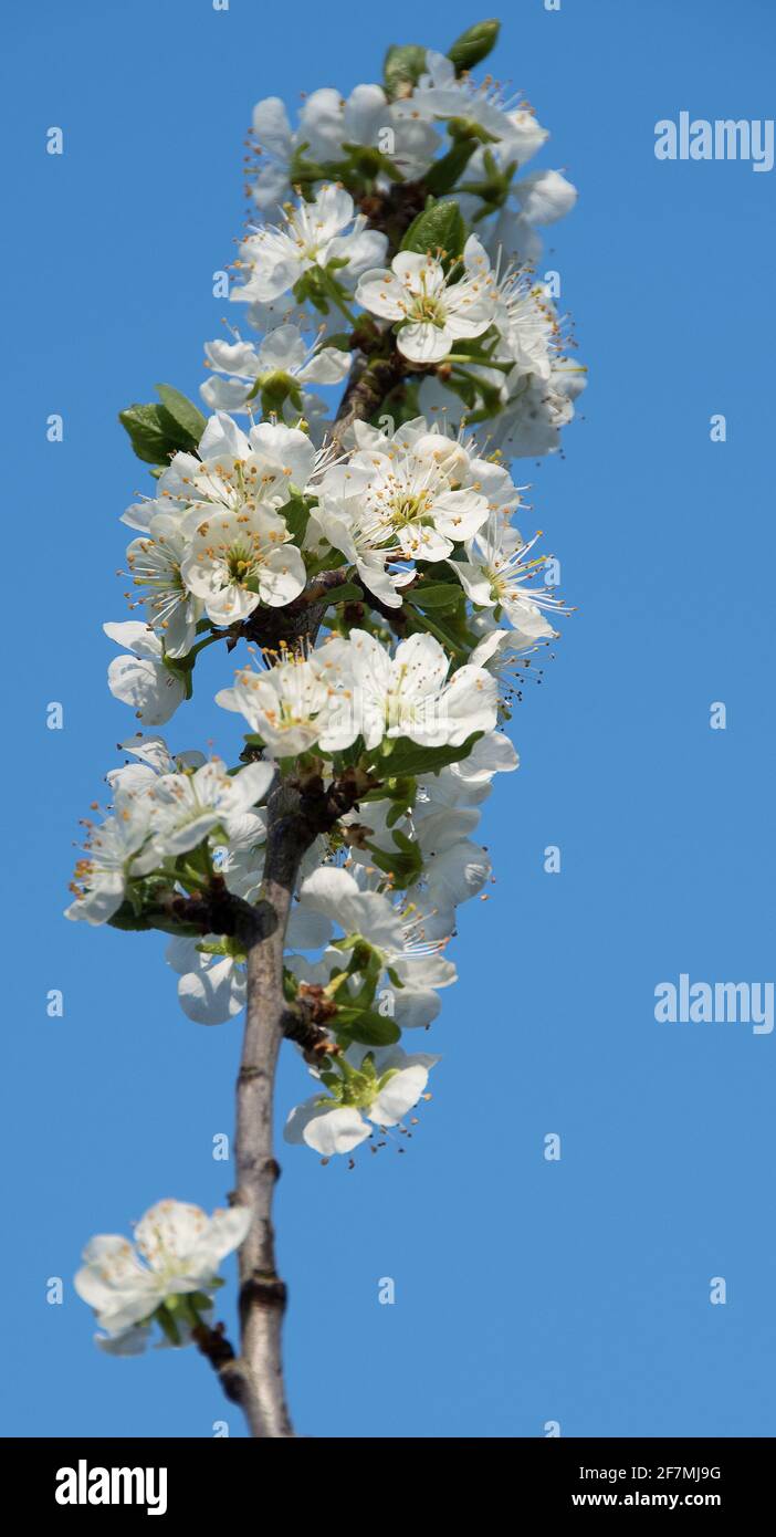 Ornamental plum tree hi-res stock photography and images - Alamy