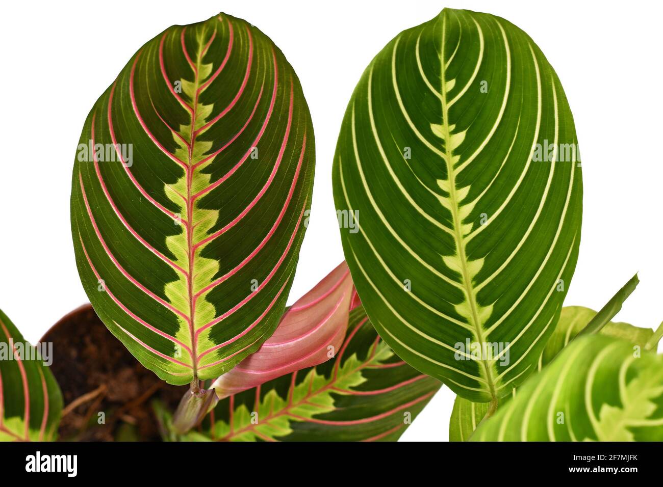 Red veined maranta hi-res stock photography and images - Alamy