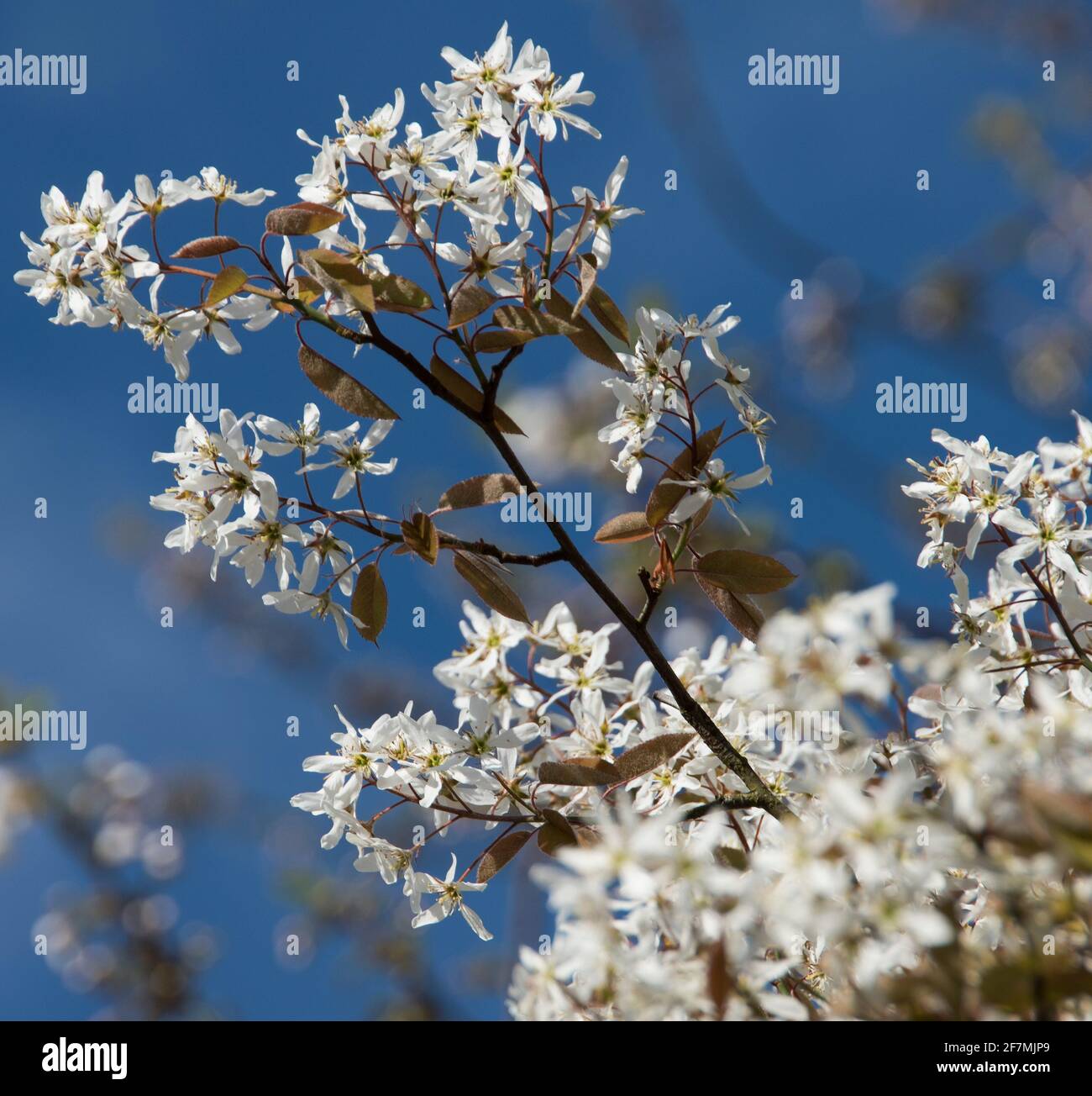 Conical when young deciduous tree hi-res stock photography and images ...