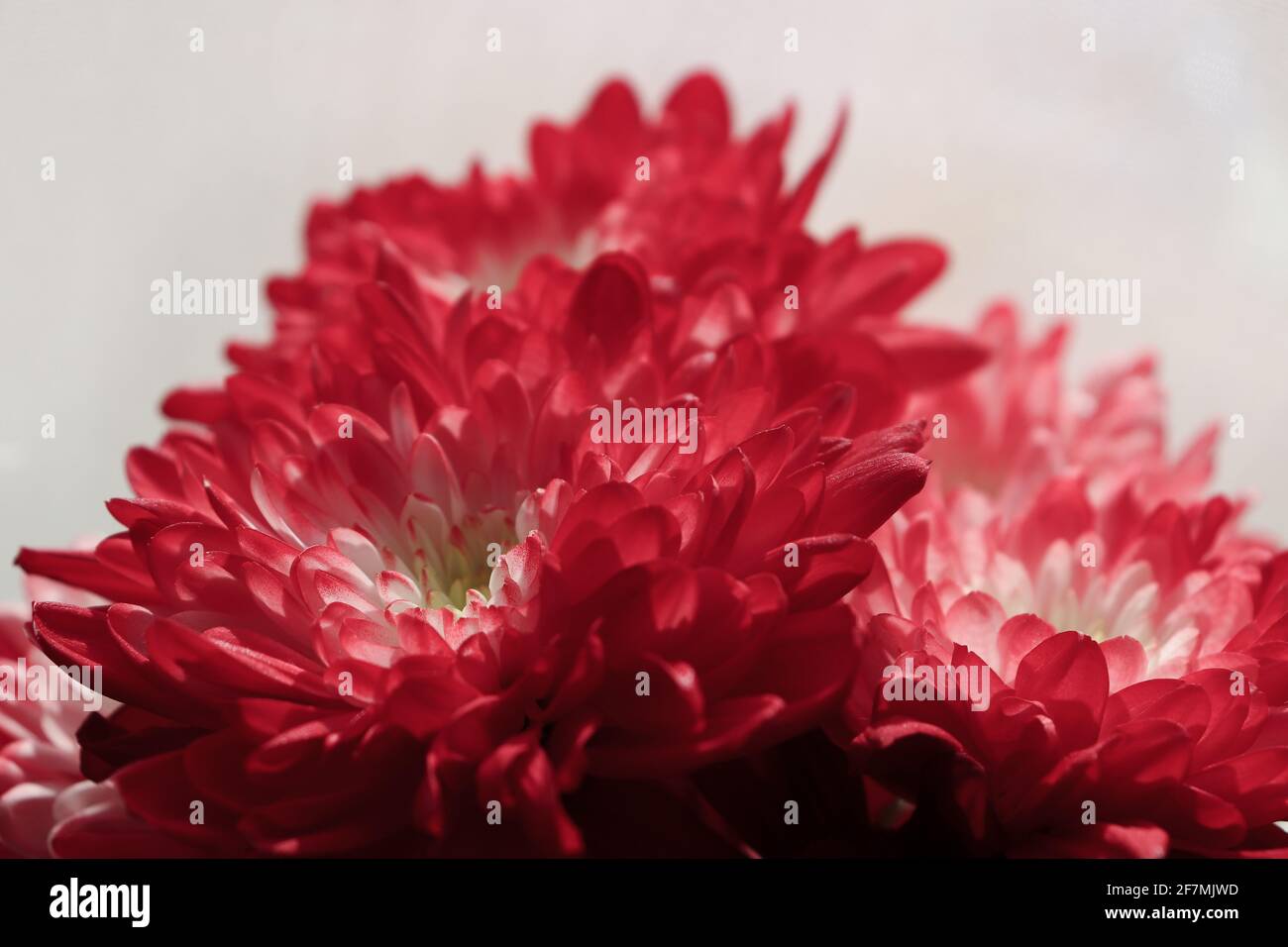 Red flowers bouquet on white background Stock Photo - Alamy