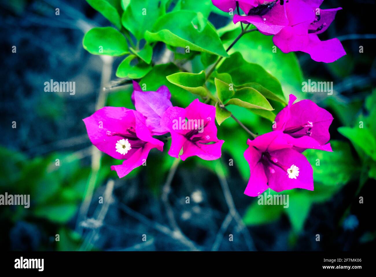 Bougainvillea flowers with green leaves and sun rays from behind Stock ...