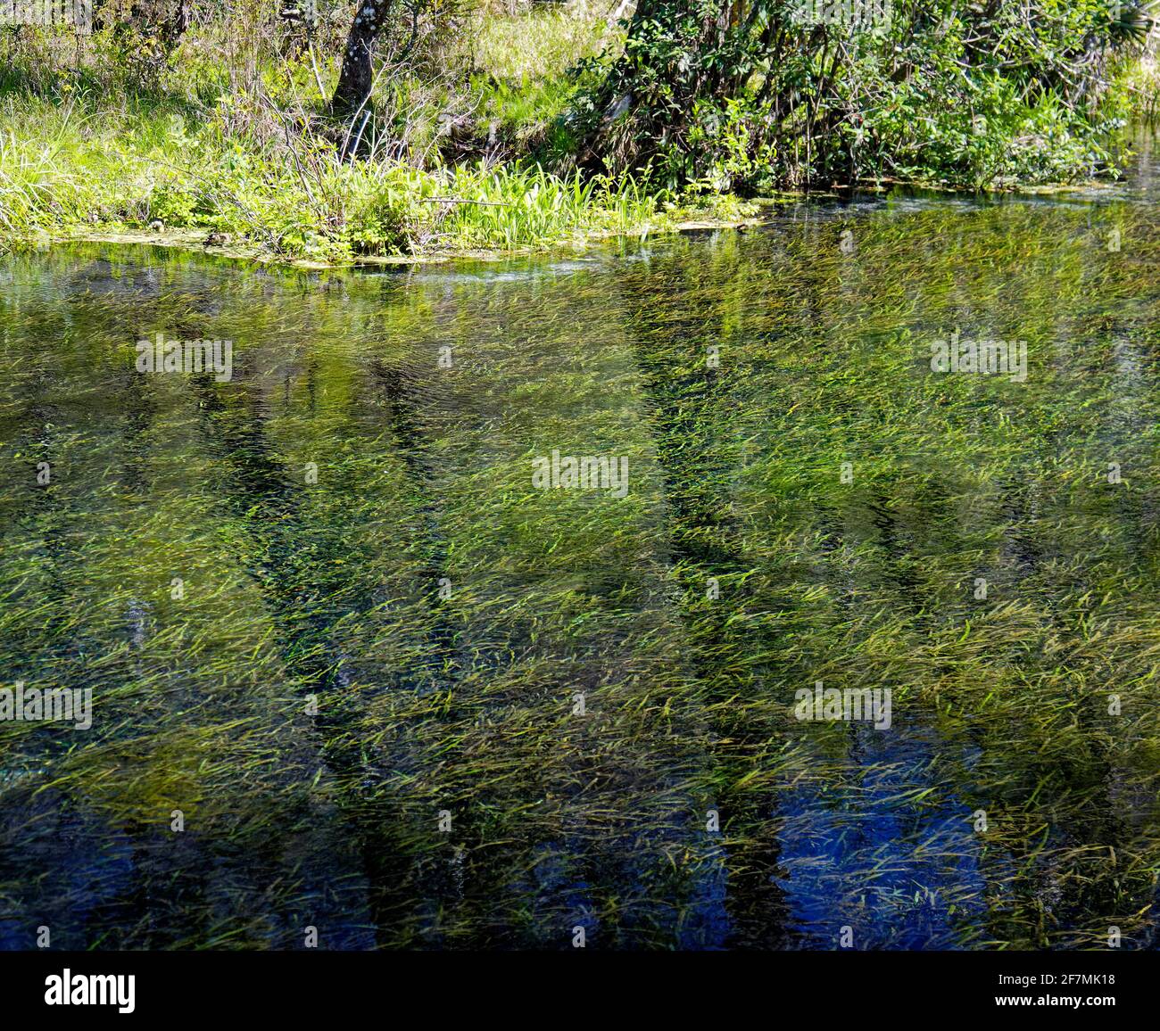 river scene, clear water, underwater vegetation swaying, nature ...