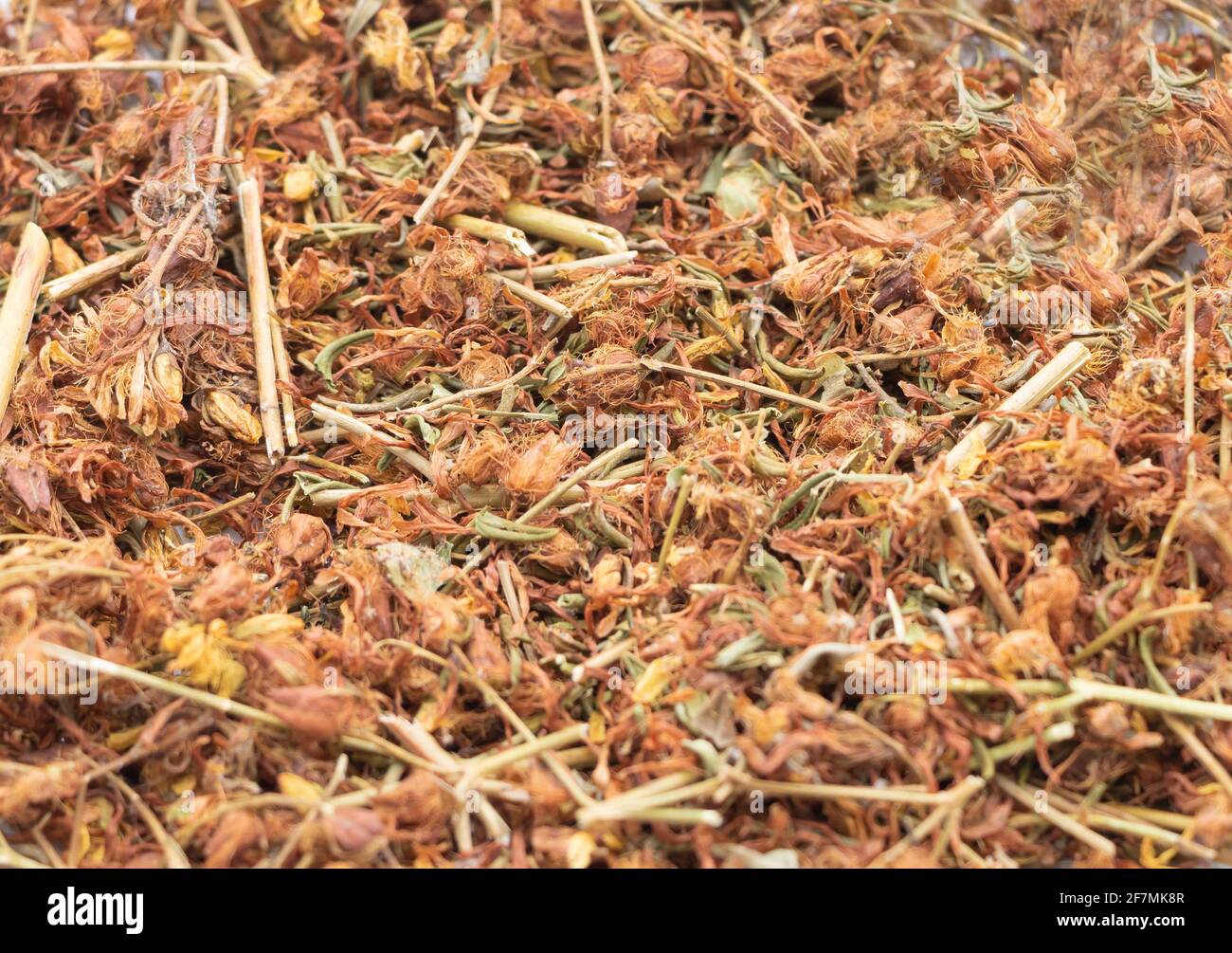 Medicinal hypericum perforatum tea in a plate. Weed tea benefits Stock ...