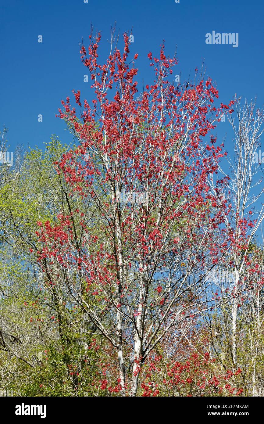 spring flowering tree, red blossoms, white bark, new leaf growth ...