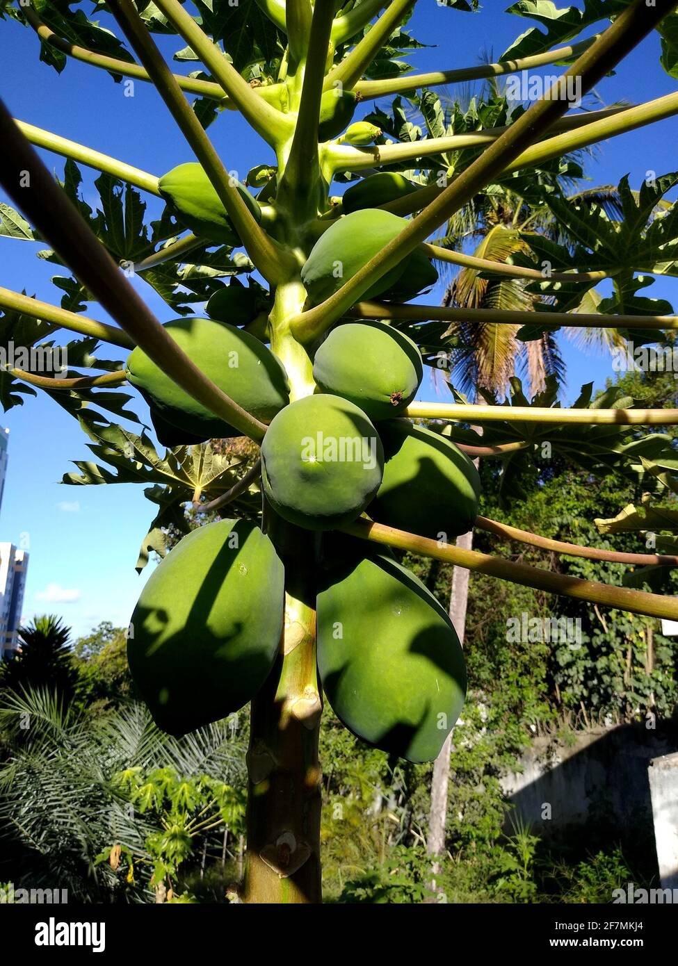 salvador, bahia, brazil - january 3, 2021: papaya fruit plantation on a ...
