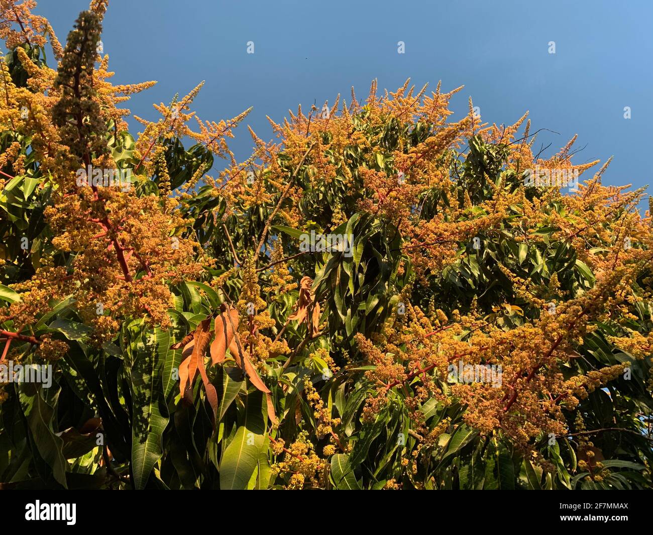 Arbol colonia hi-res stock photography and images - Alamy