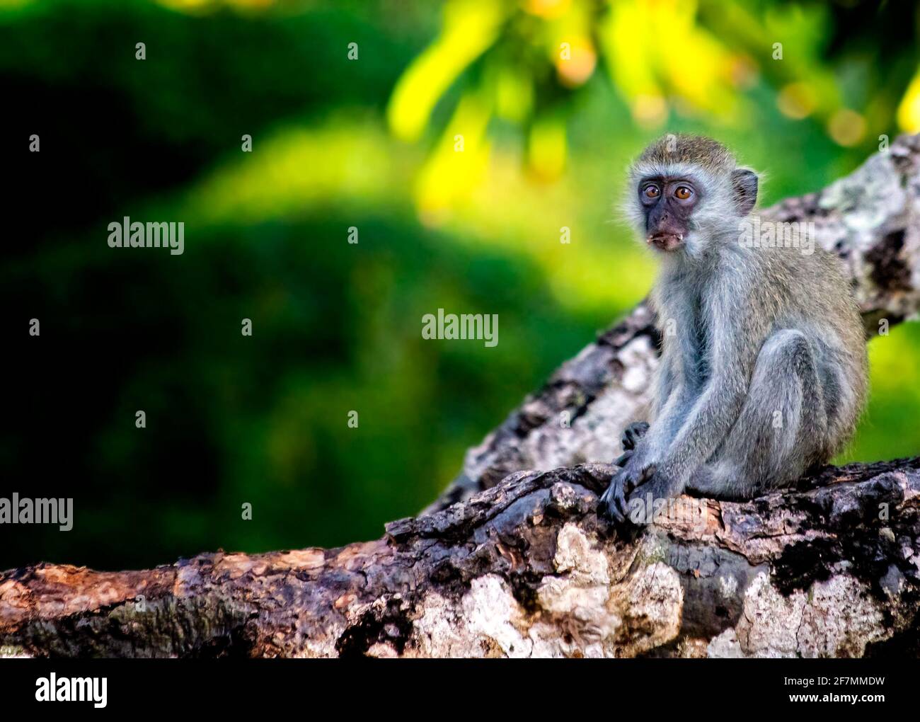 Baby of Sykes monkey, Cercopithecus albogularis, sitting on a tree and ...