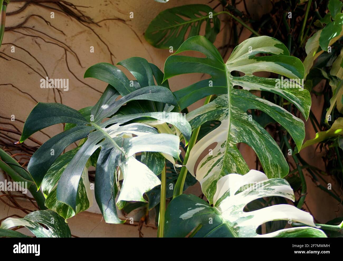 A fully grown variegated Monstera Albo Deliciosa tropical plant Stock ...