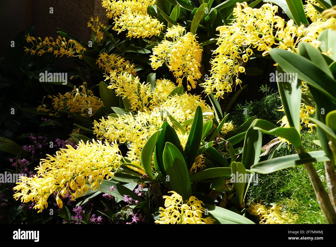 The cluster of the tiny yellow Dendrobium Speciosum orchid flowers from ...