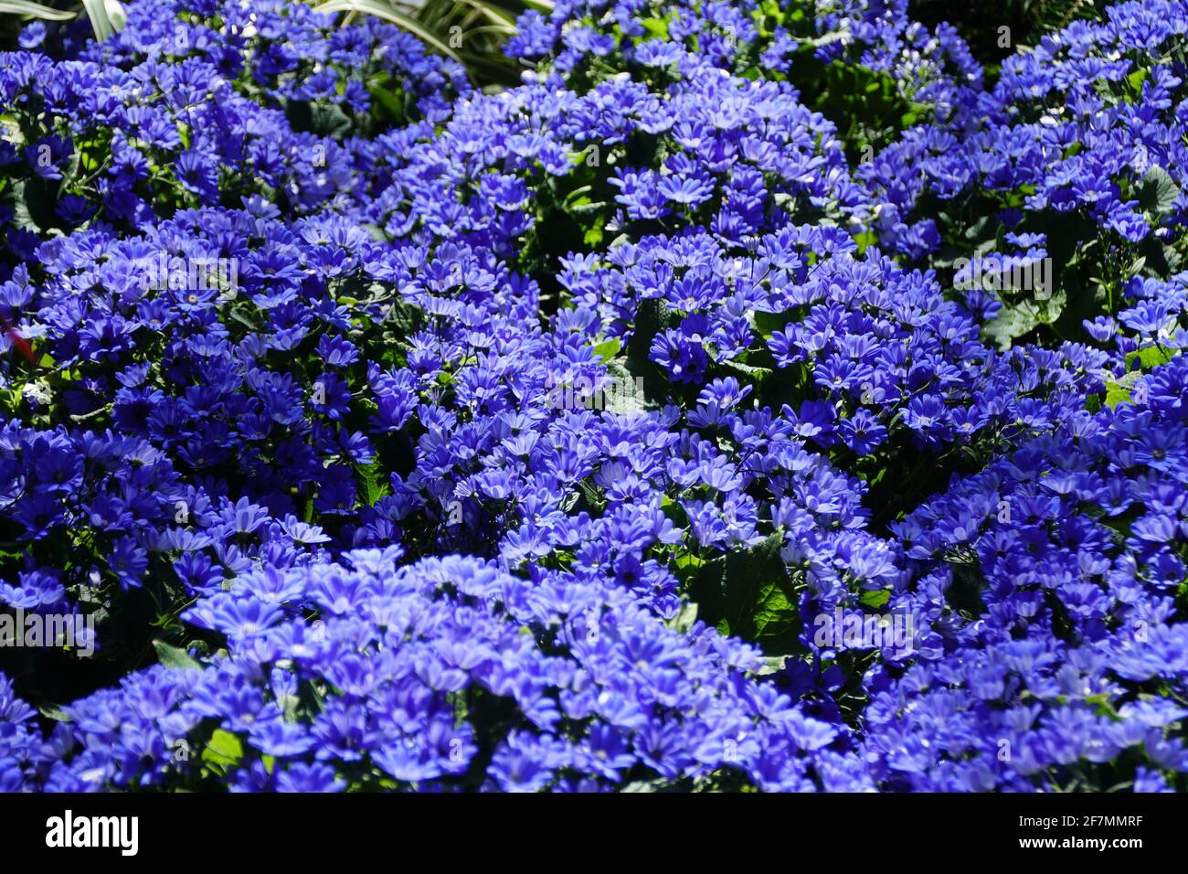 Bright blue color of Hybrid Cineraria flowers , with the scientific ...