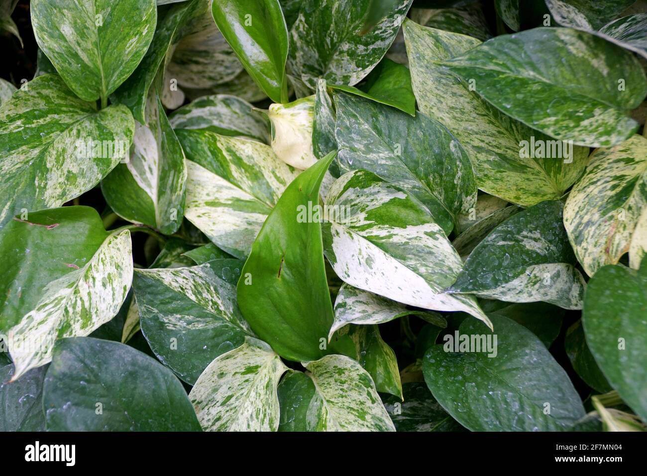 Close up of the half-moon leaf of Snow Pothos plan Stock Photo - Alamy