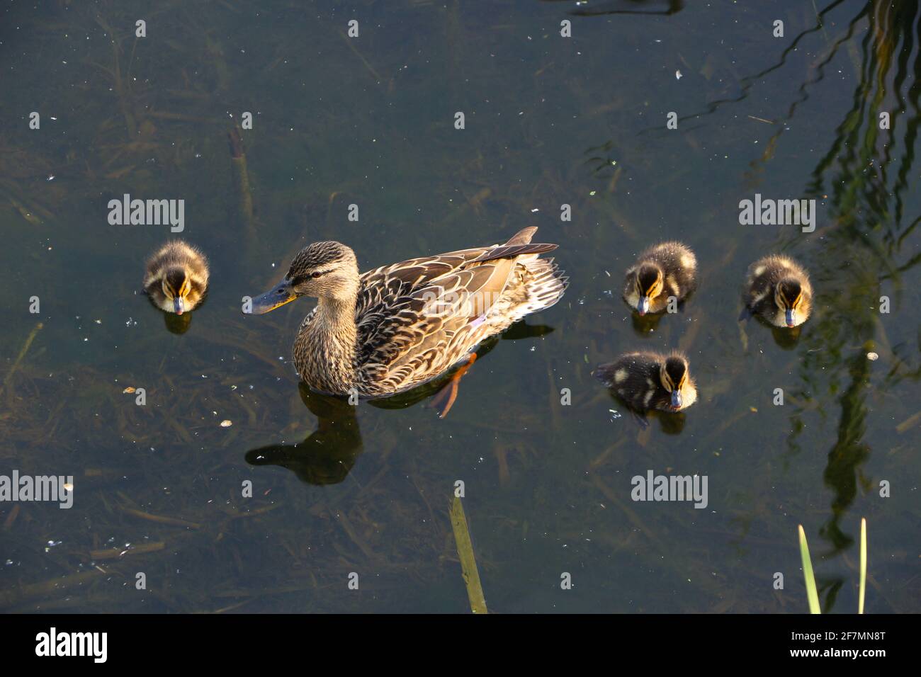 Duck paddling hi-res stock photography and images - Alamy