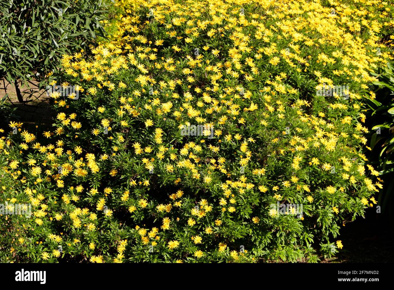 Euryops chrysanthemoides African bush daisy or bull's-eye growing in an ...