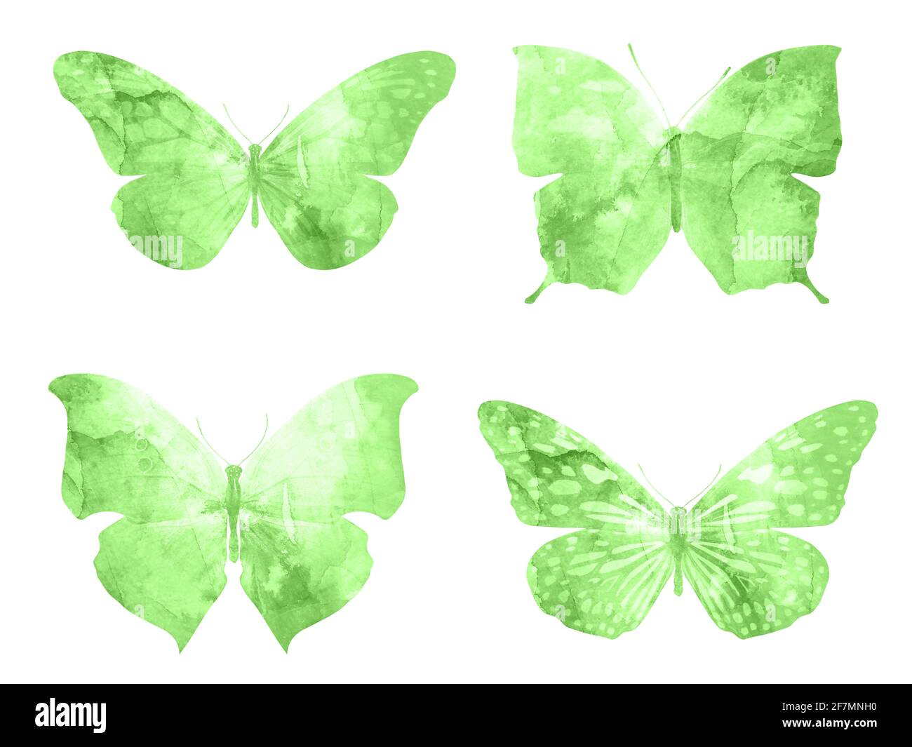 Green butterflies isolated on white background. tropical moths. insects ...