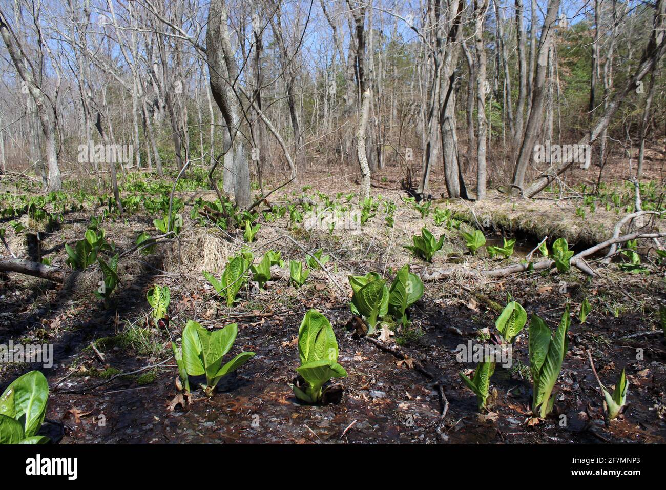North american swamp plants hi-res stock photography and images - Alamy