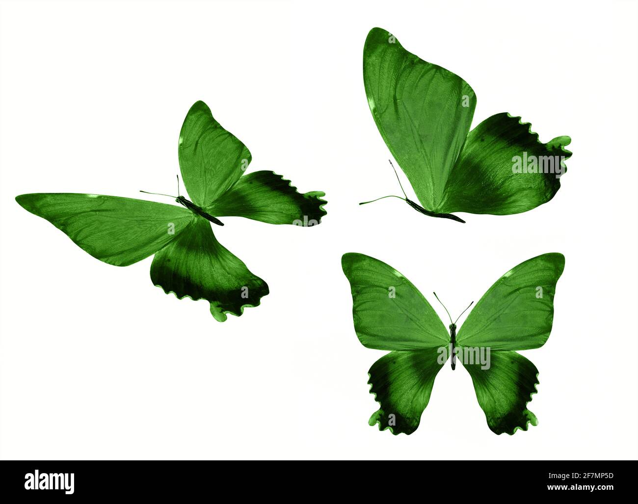 Green butterflies isolated on white background. tropical moths. insects ...