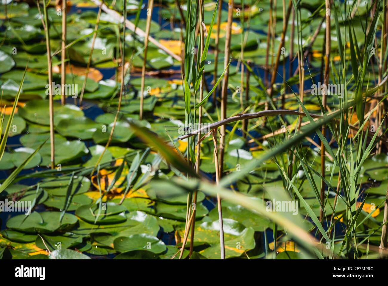 Lily pad new growth hi-res stock photography and images - Alamy