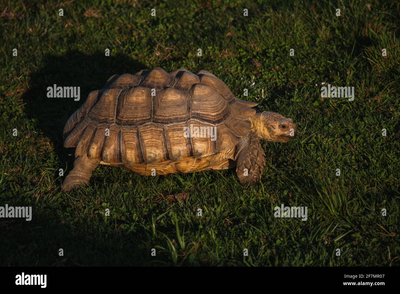 A tortoise walking on grass Stock Photo - Alamy