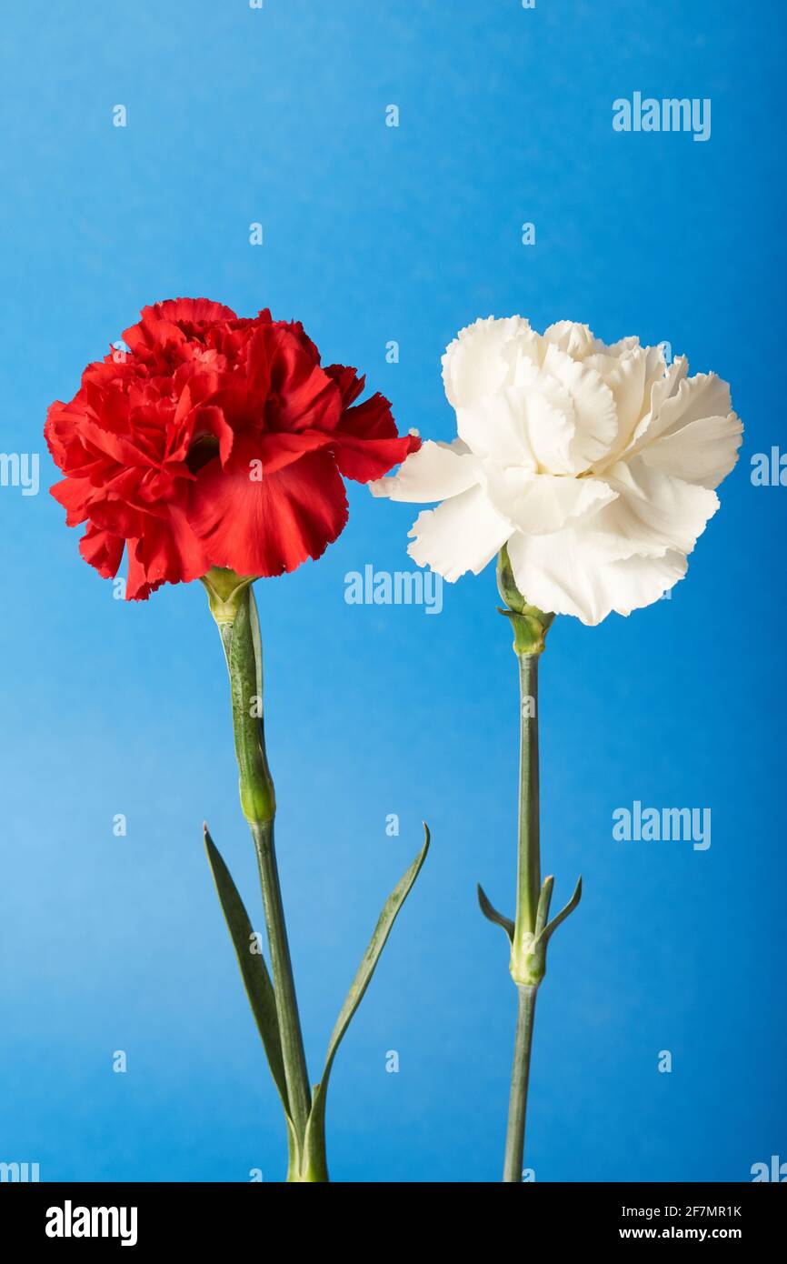 Beautiful red and white Dianthus flowers on blue background Stock Photo ...