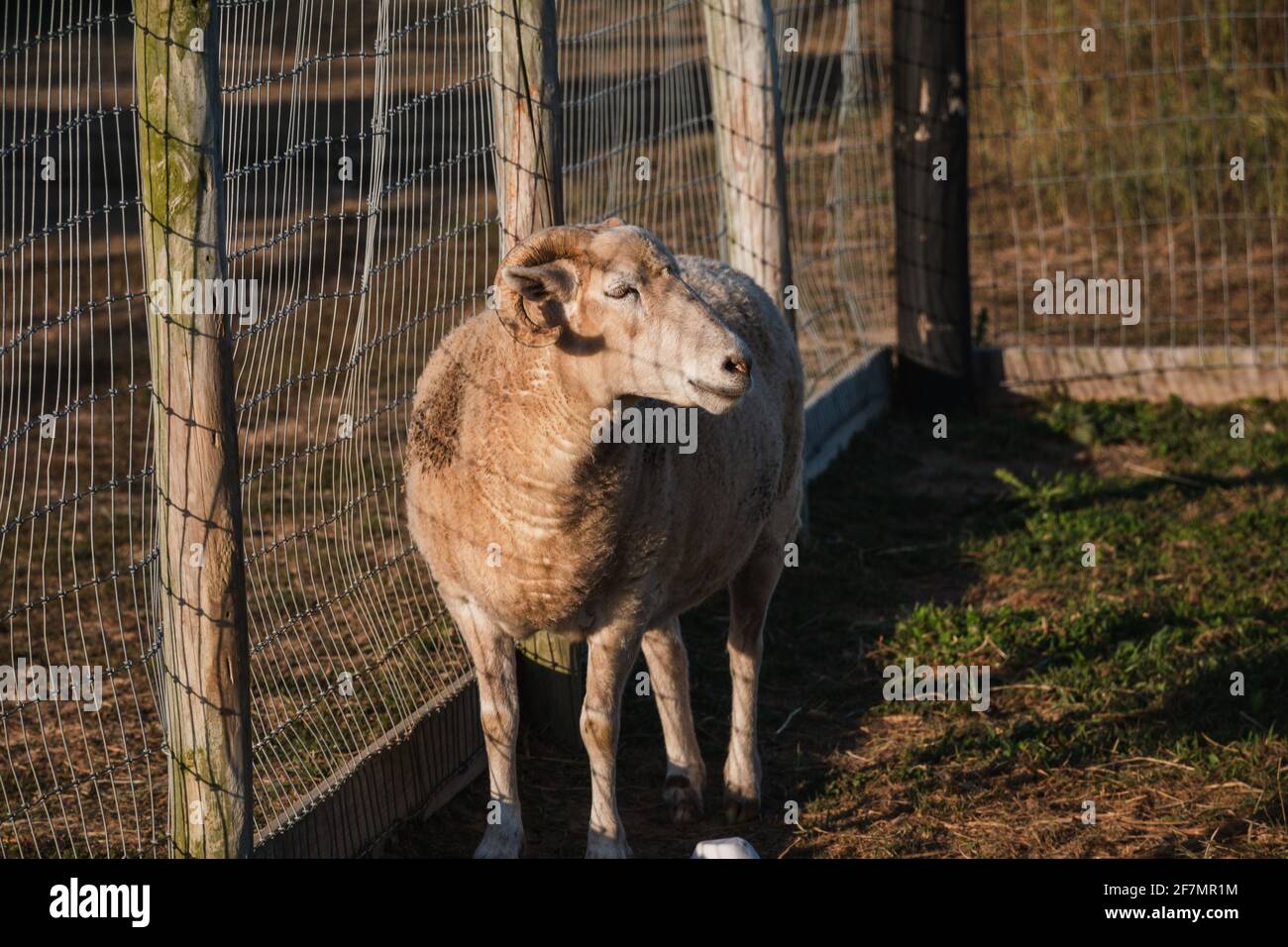 Pet zoo new york hi-res stock photography and images - Alamy