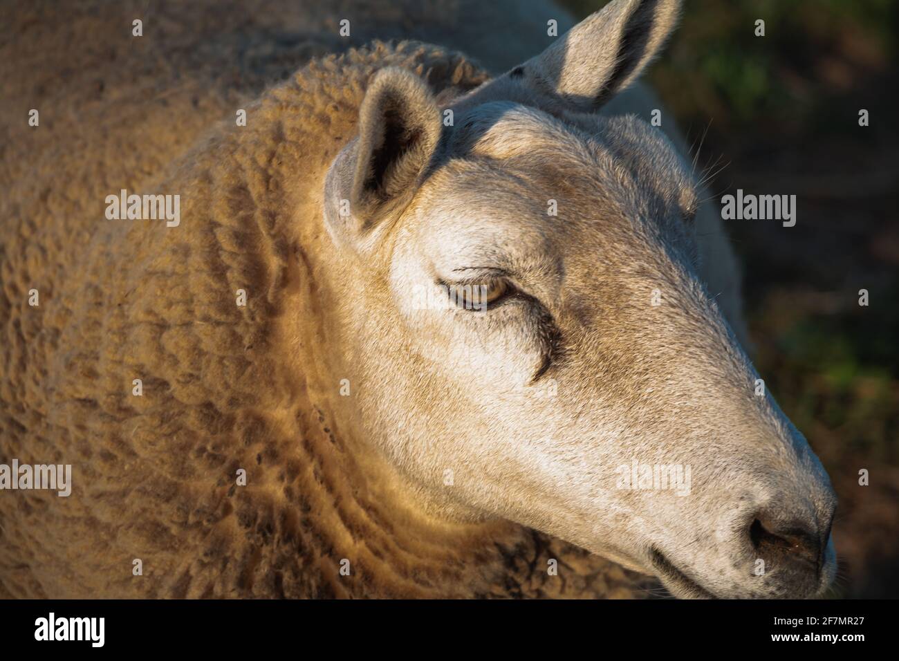 Sheep with long ears hi-res stock photography and images - Alamy