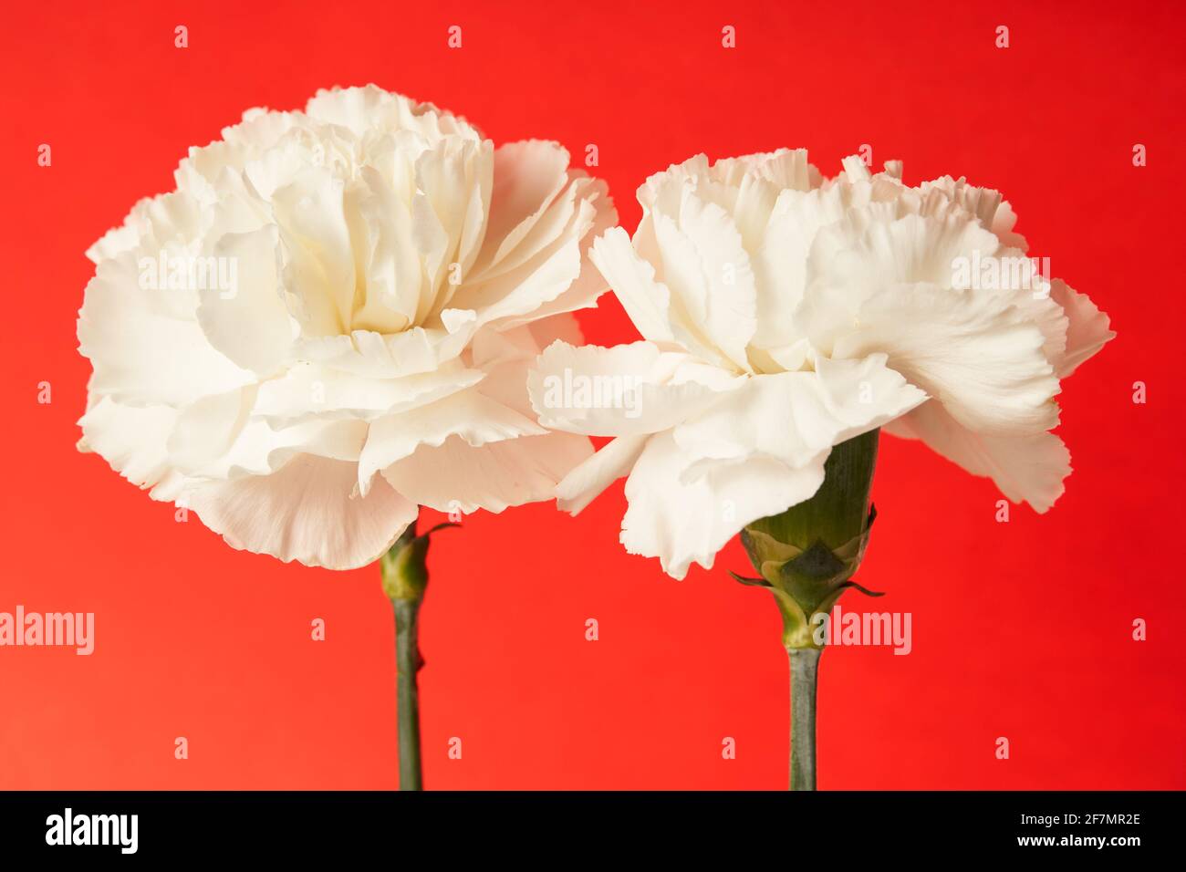 Dianthus yellow flower hi-res stock photography and images - Alamy