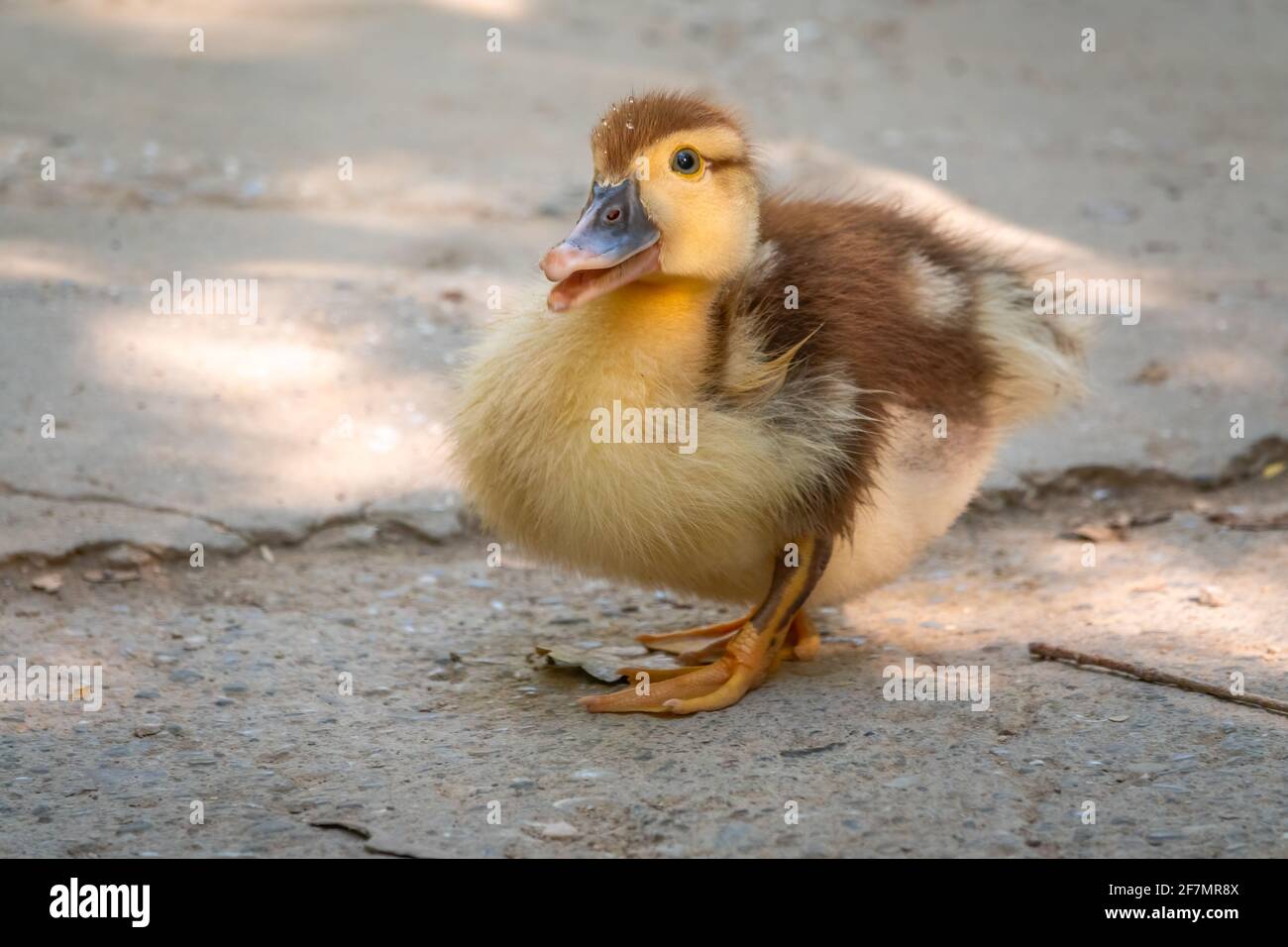 Cute little ducklings standing in a lake coast. Agriculture, Farming ...