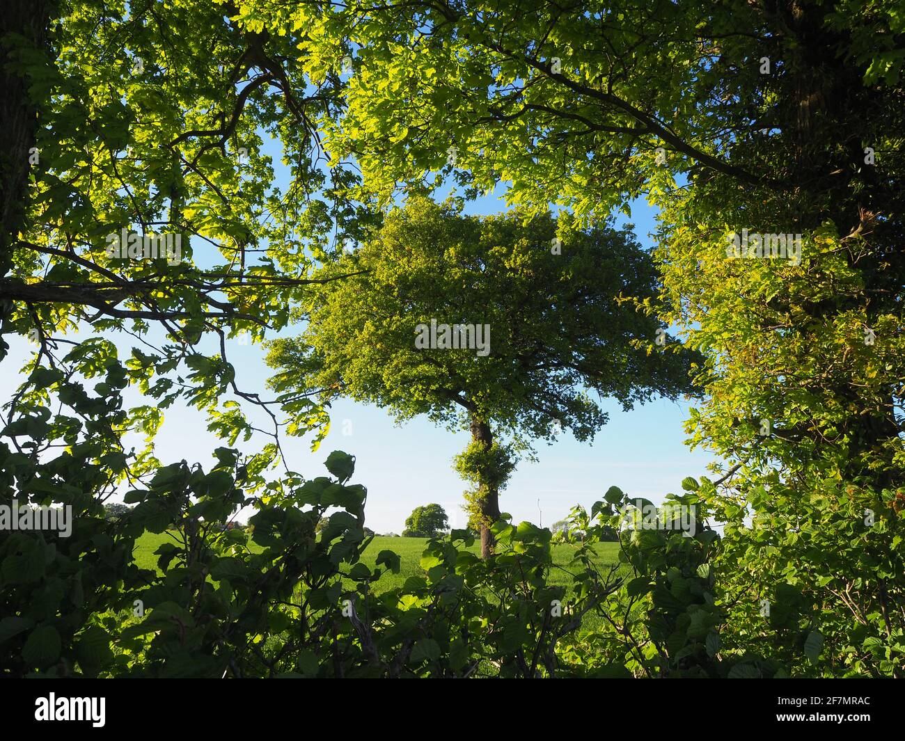 Lone Oak tree in the seasons. Oak in the green in Spring, surrounded by ...