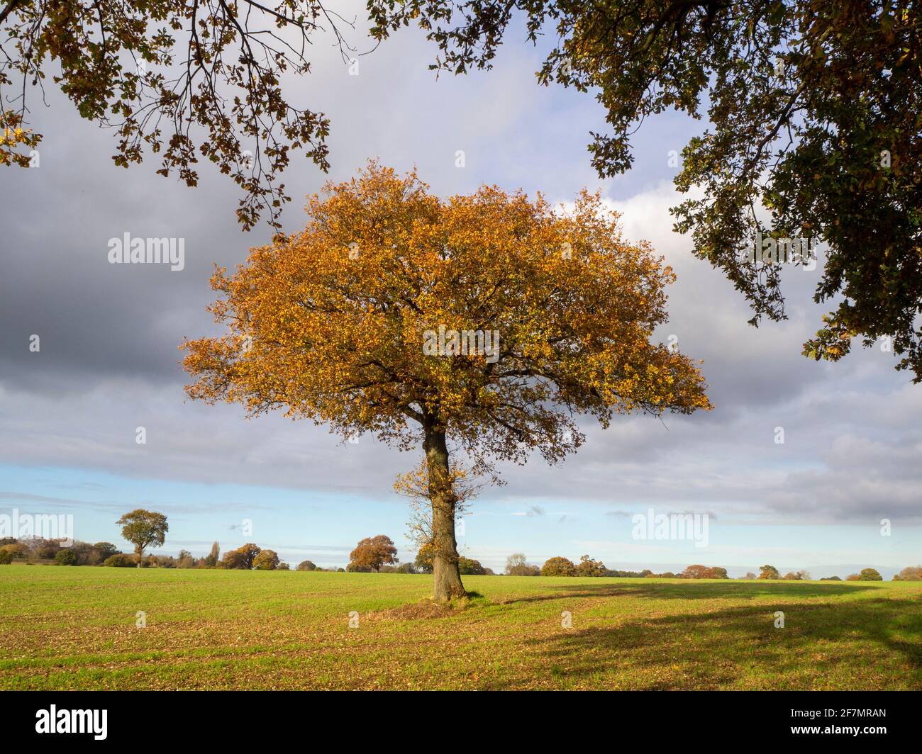 Lone Oak tree in the seasons. Late Autumn on a November afternoon. One ...