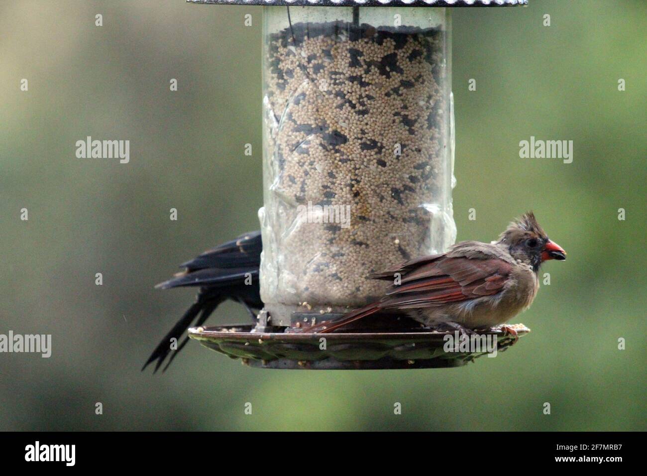 A female fledgling Cardinal eating a sunflower at a bird feeder with a ...