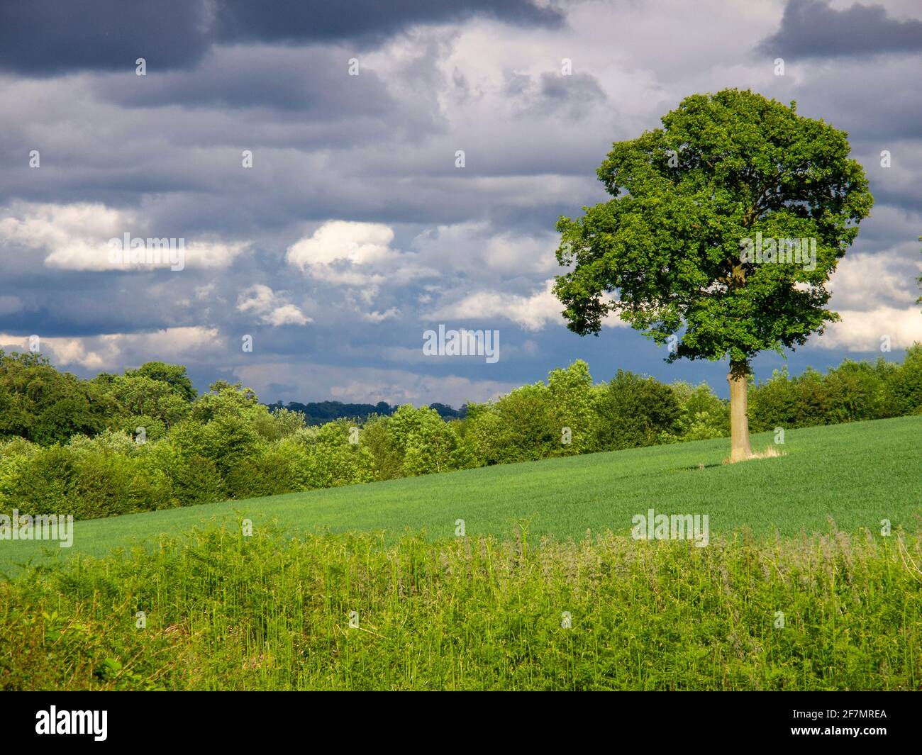 Lone Oak in a corn field in June with beautiful clouds in bright ...