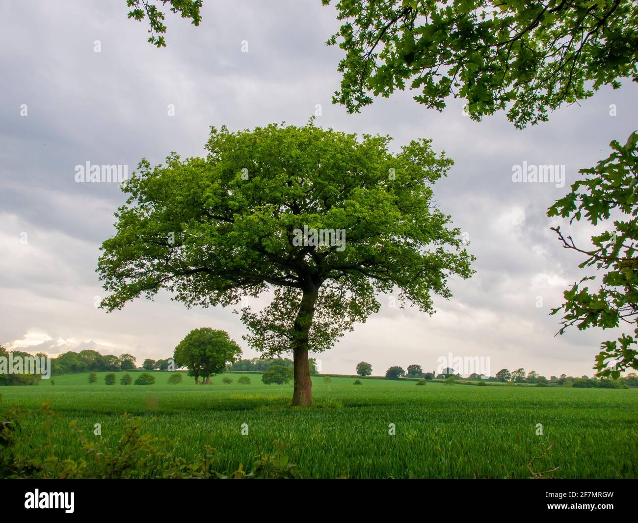 Lone Oak tree in the seasons.Early Summer greenery in late May. One of ...