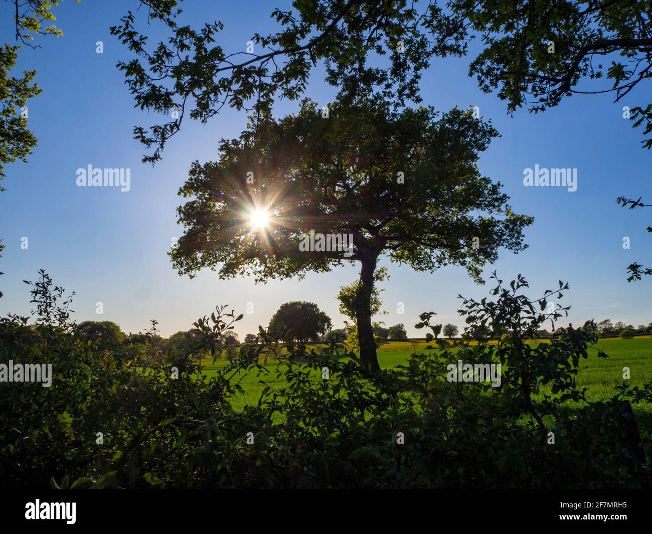 Lone Oak tree in the seasons. Late Spring, early summer greenery in May ...