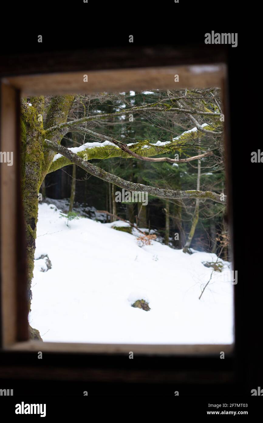 View on forest outside threw window from inside of cottage Stock Photo ...