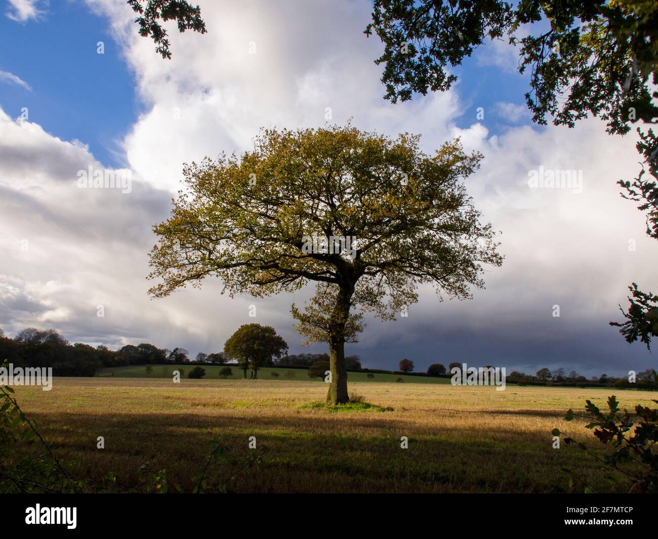 Stand alone oak tree hi-res stock photography and images - Alamy