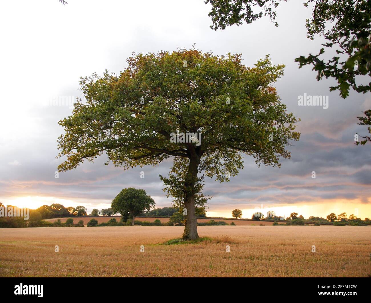 Lone Oak tree in the seasons.September, after harvest landscape.One of ...