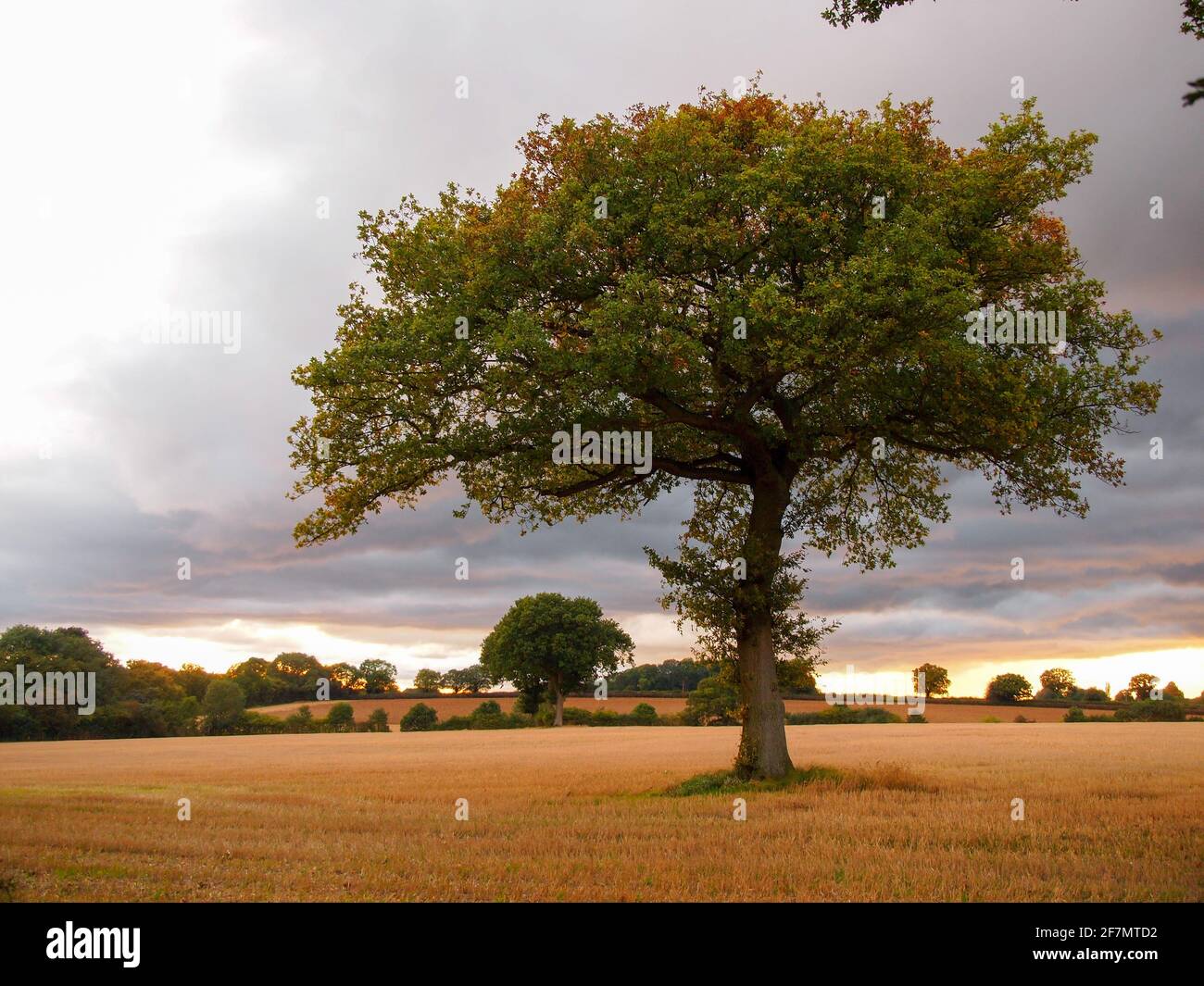 Lone Oak tree in the seasons.September, after harvest landscape.One of ...