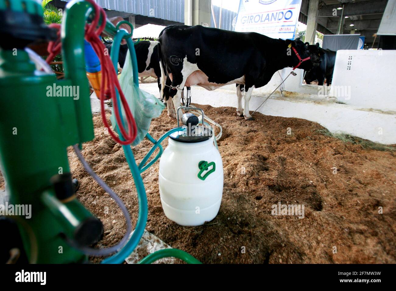 salvador, bahia / brazil - d3, 2014: Cowboy is seen doing mechanized ...