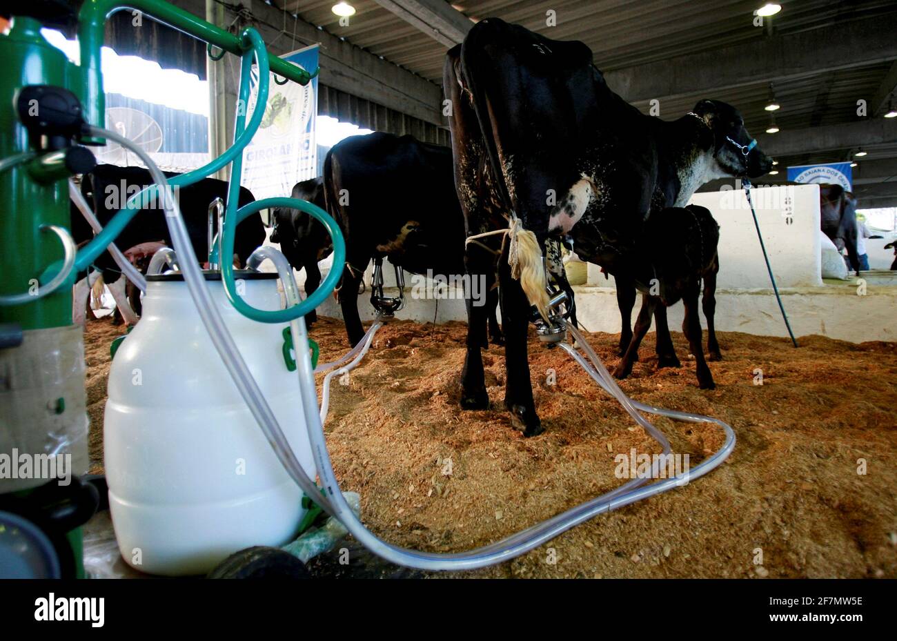 salvador, bahia / brazil - d3, 2014: Cowboy is seen doing mechanized ...