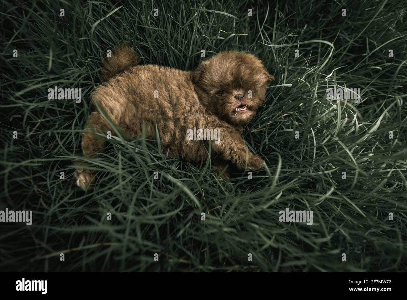 Little Chewbacca Puppy Stock Photo - Alamy