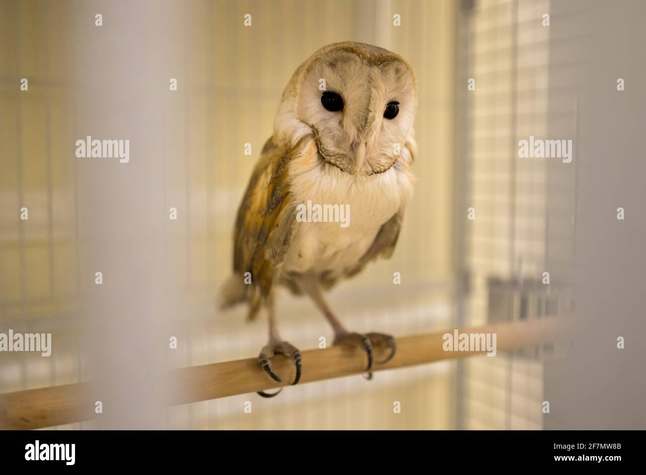 Little barn Owl Stock Photo - Alamy