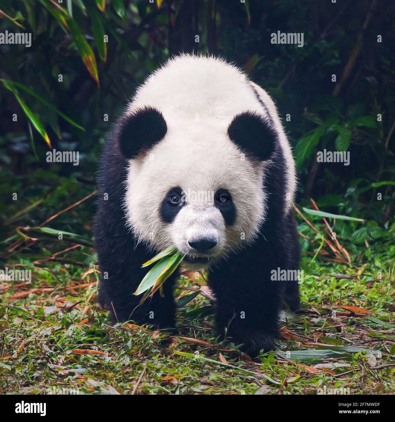 Giant panda bear posing with bamboo leaves in mouth Stock Photo - Alamy