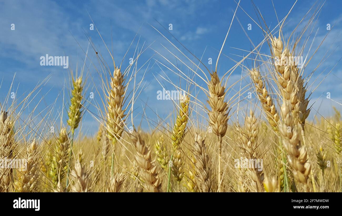 Wheat field close up Stock Photo - Alamy