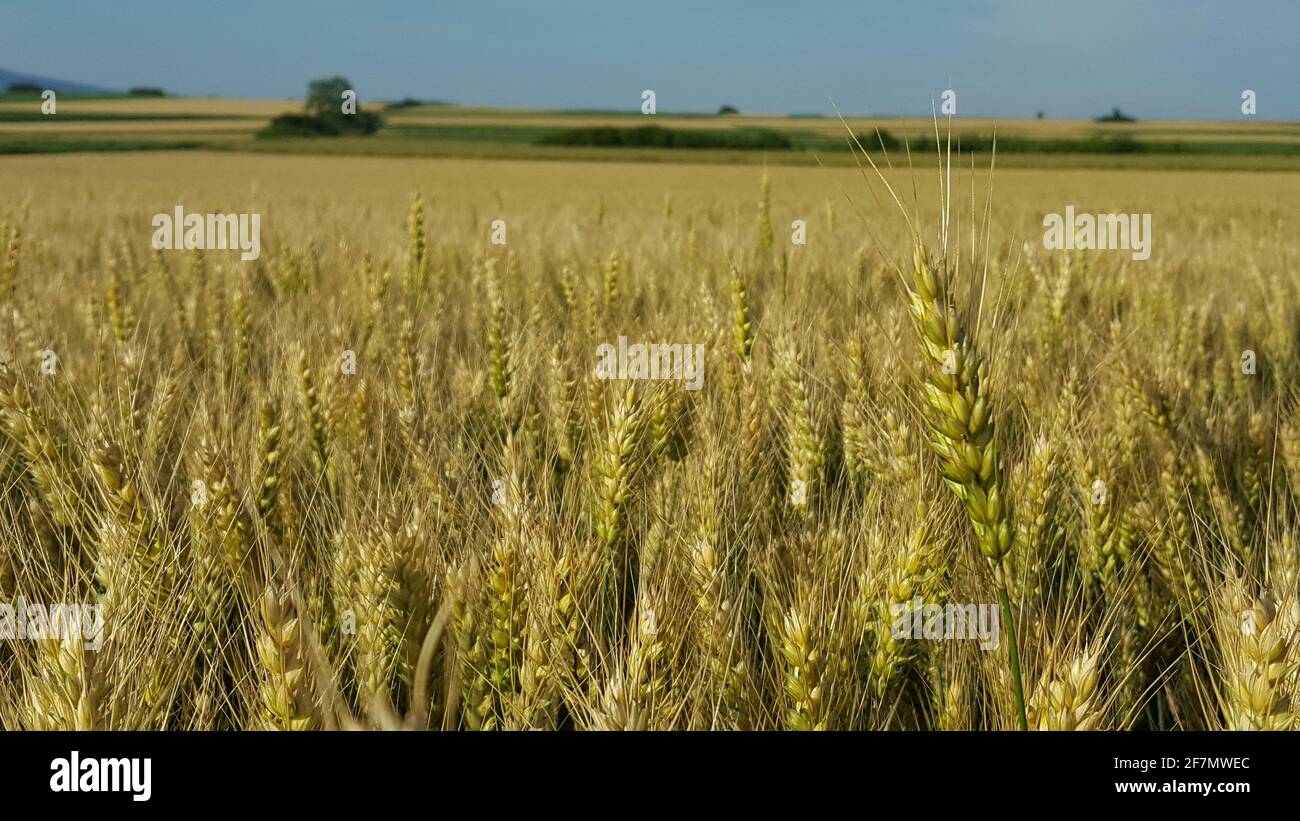 Wheat field close up Stock Photo - Alamy
