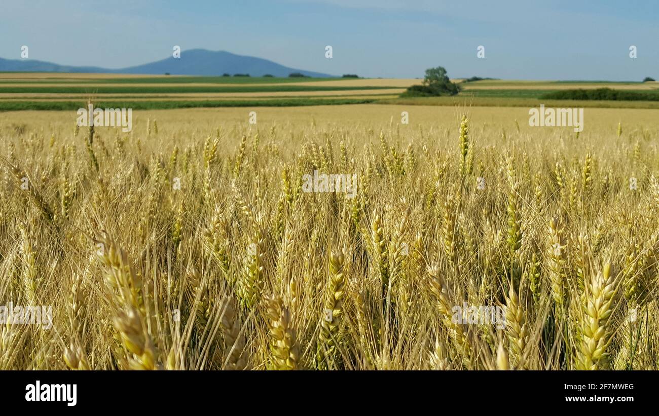 Wheat field close up Stock Photo - Alamy