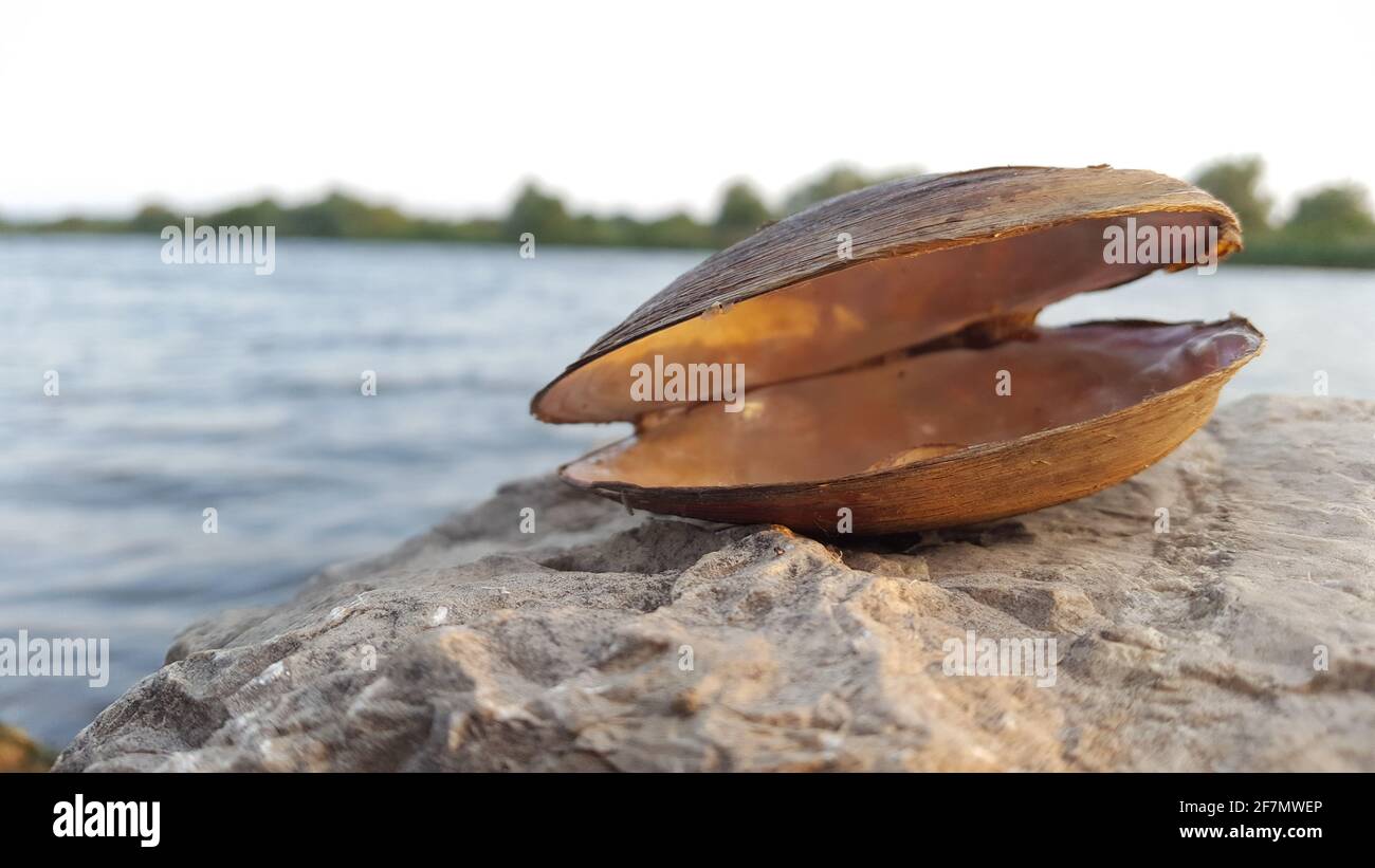 A shell by the river Stock Photo - Alamy
