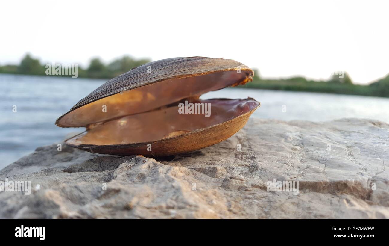 A shell by the river Stock Photo - Alamy