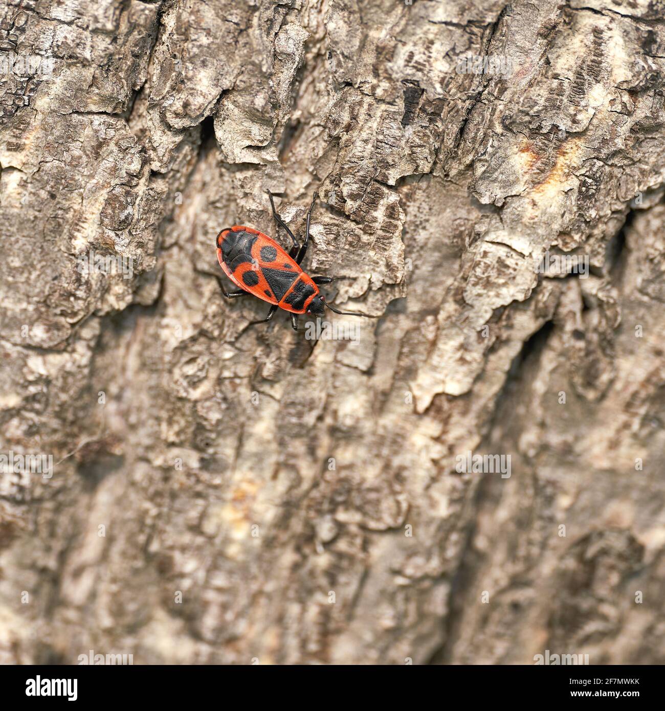 single fire bug (Pyrrhocoris apterus) on the trunk of a lime tree Stock ...