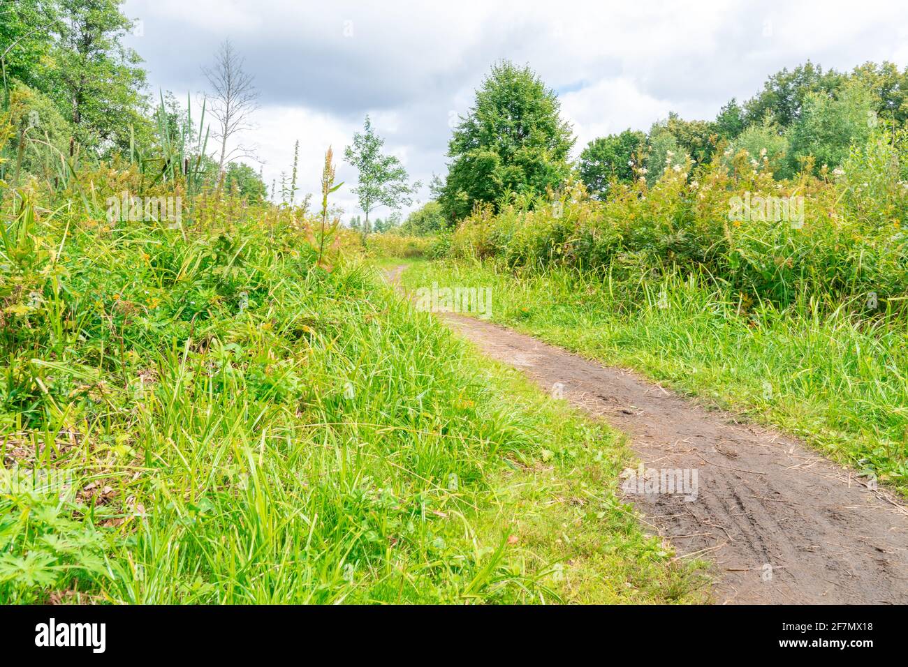 forest path with tall grass. summer rural landscape Stock Photo - Alamy